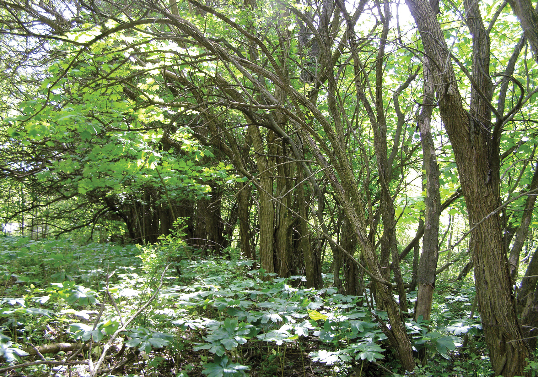 Osage Orange Lumber Projects and Other Hedge Stories - Farm Collector